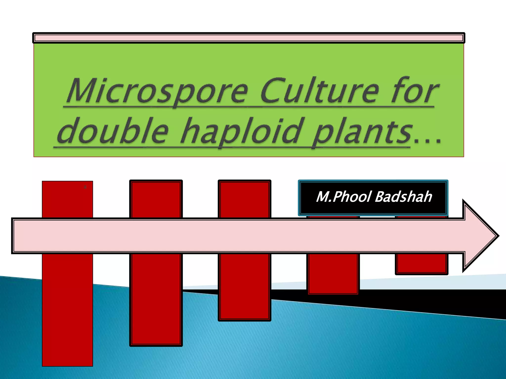 Microspore Culture for double haploid plants.pptx