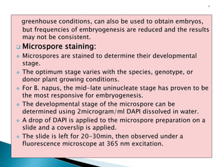Microspore Culture for double haploid plants.pptx