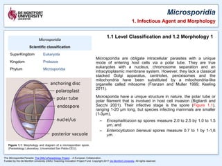 microsporidia.pptx