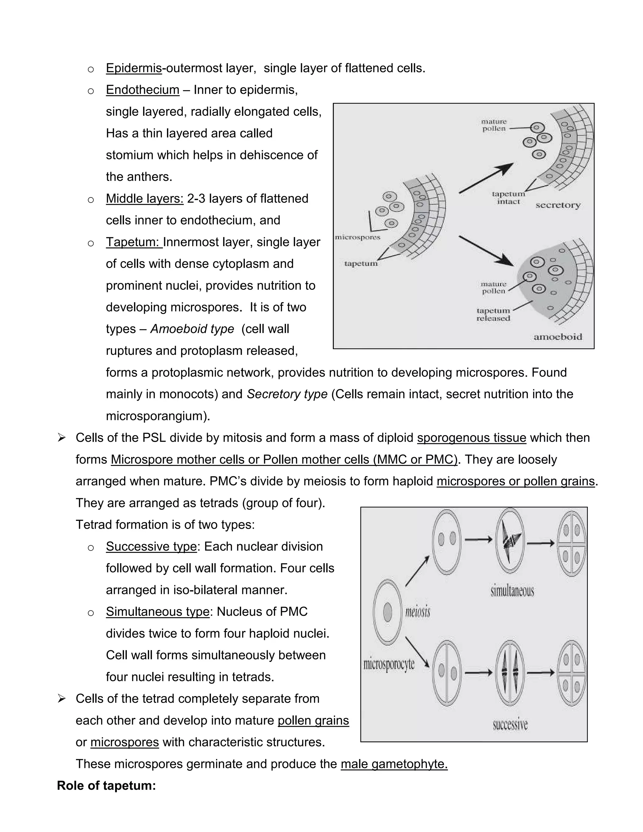 Microsporogenesis | PDF
