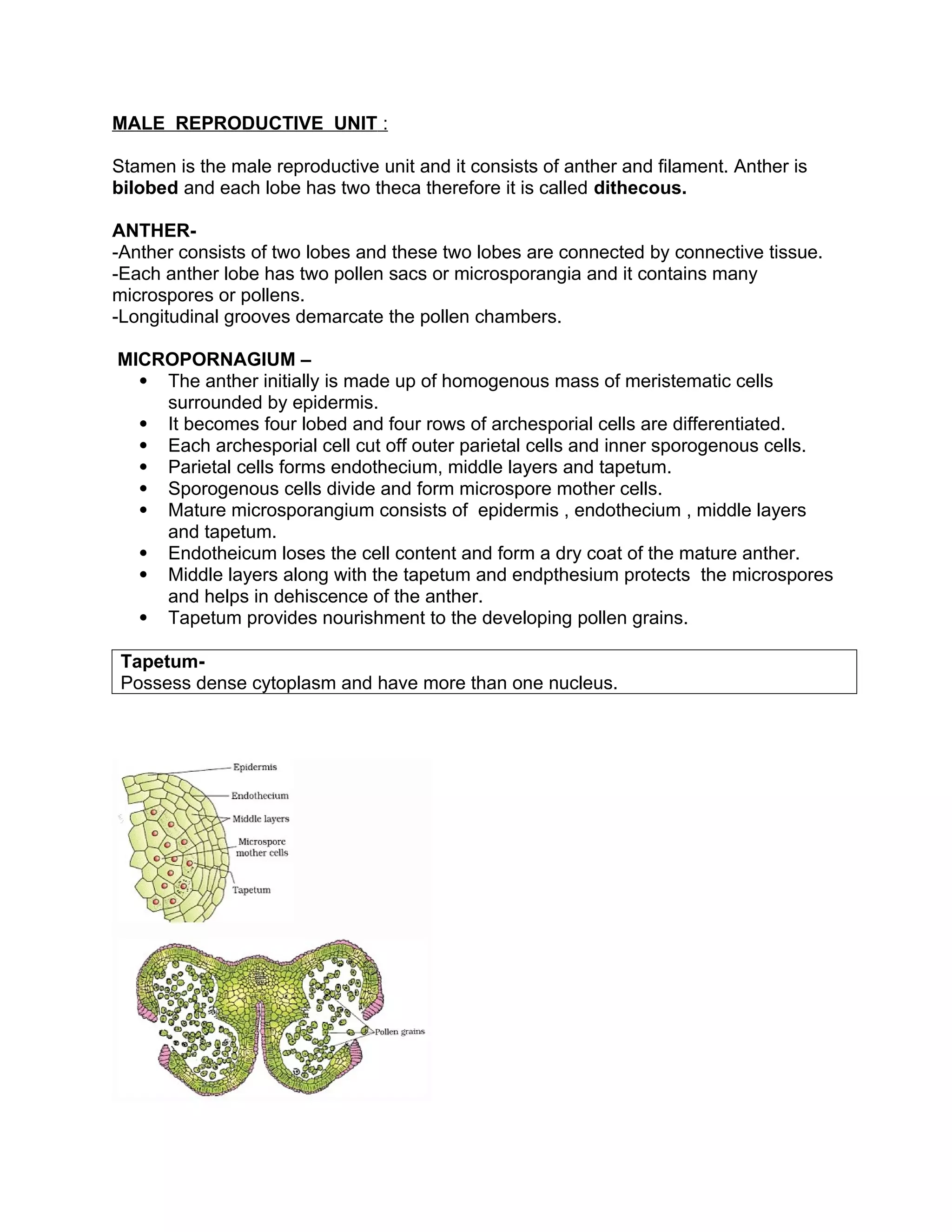 Microsporogenesis | PDF