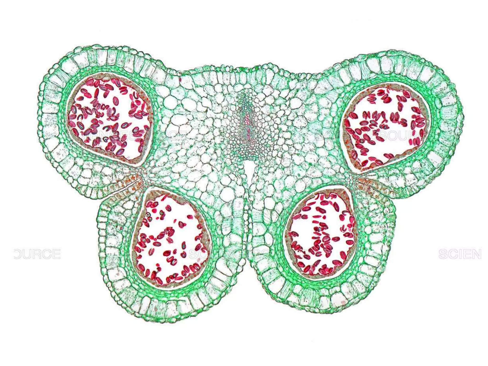 Microsporogenesis | PPTX