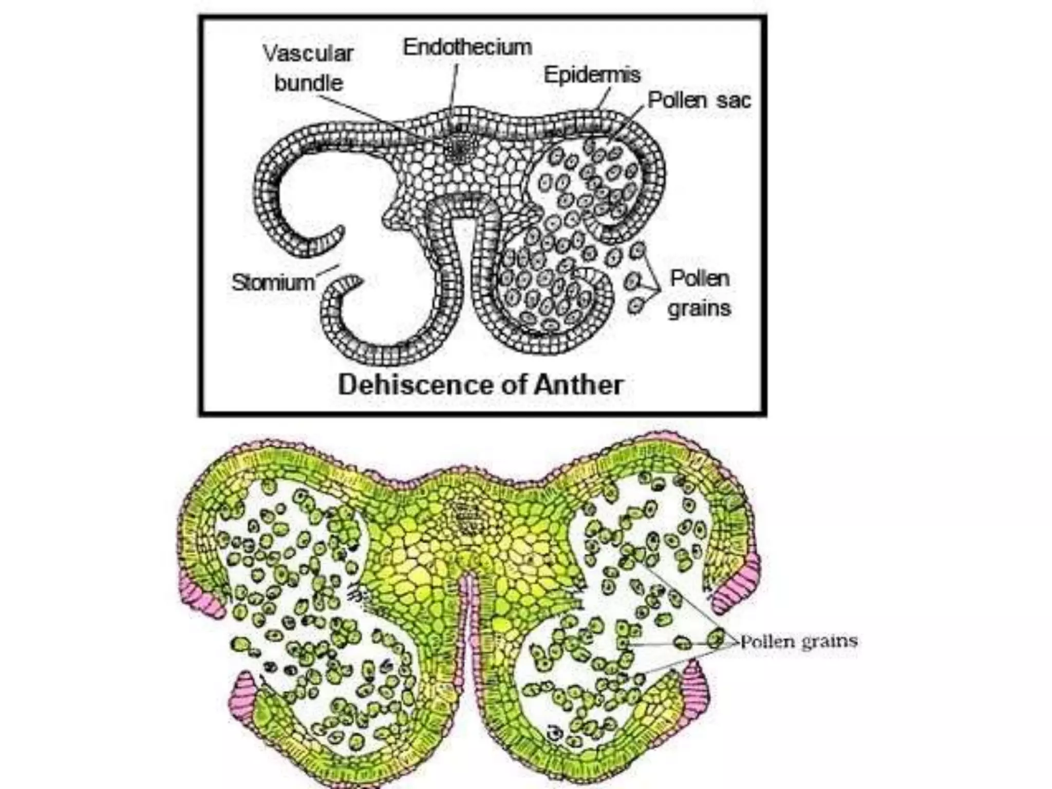 Microsporogenesis | PPTX