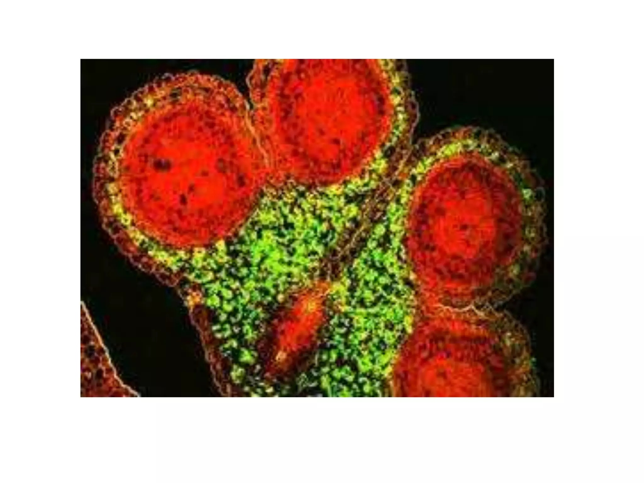 Microsporogenesis | PPTX