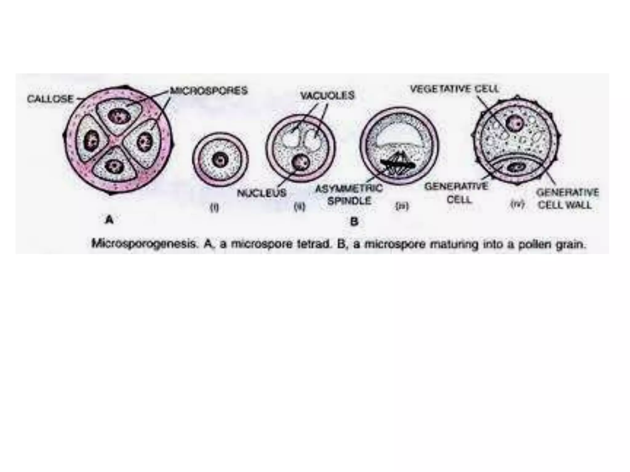 Microsporogenesis | PPTX