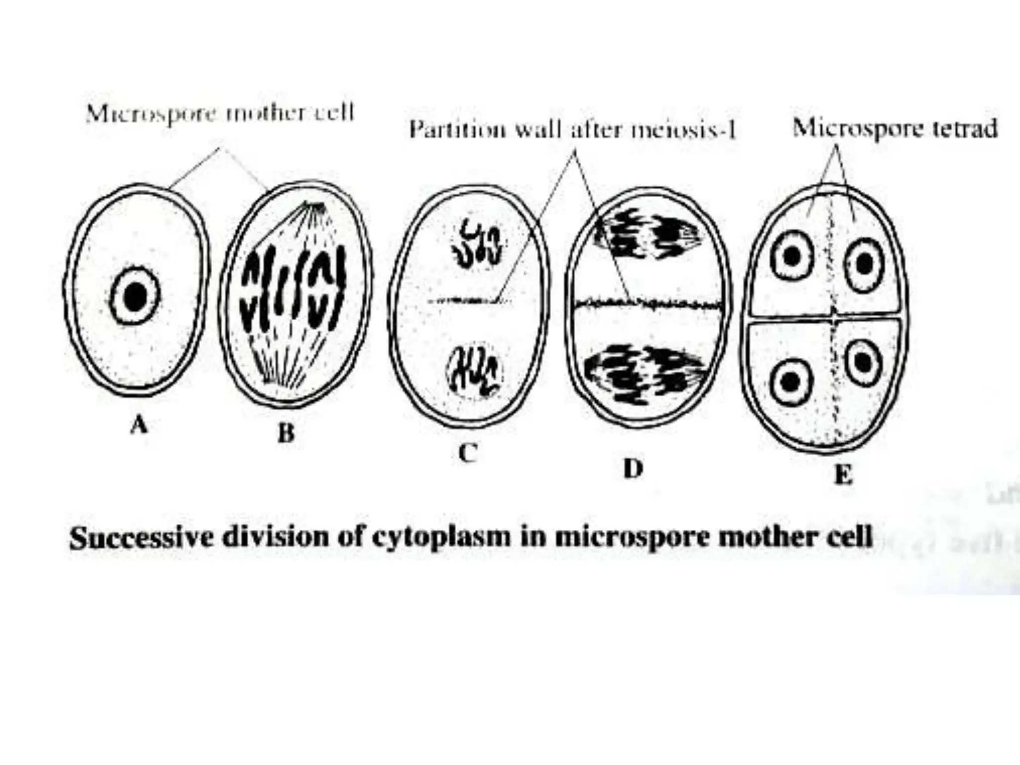Microsporogenesis | PPTX