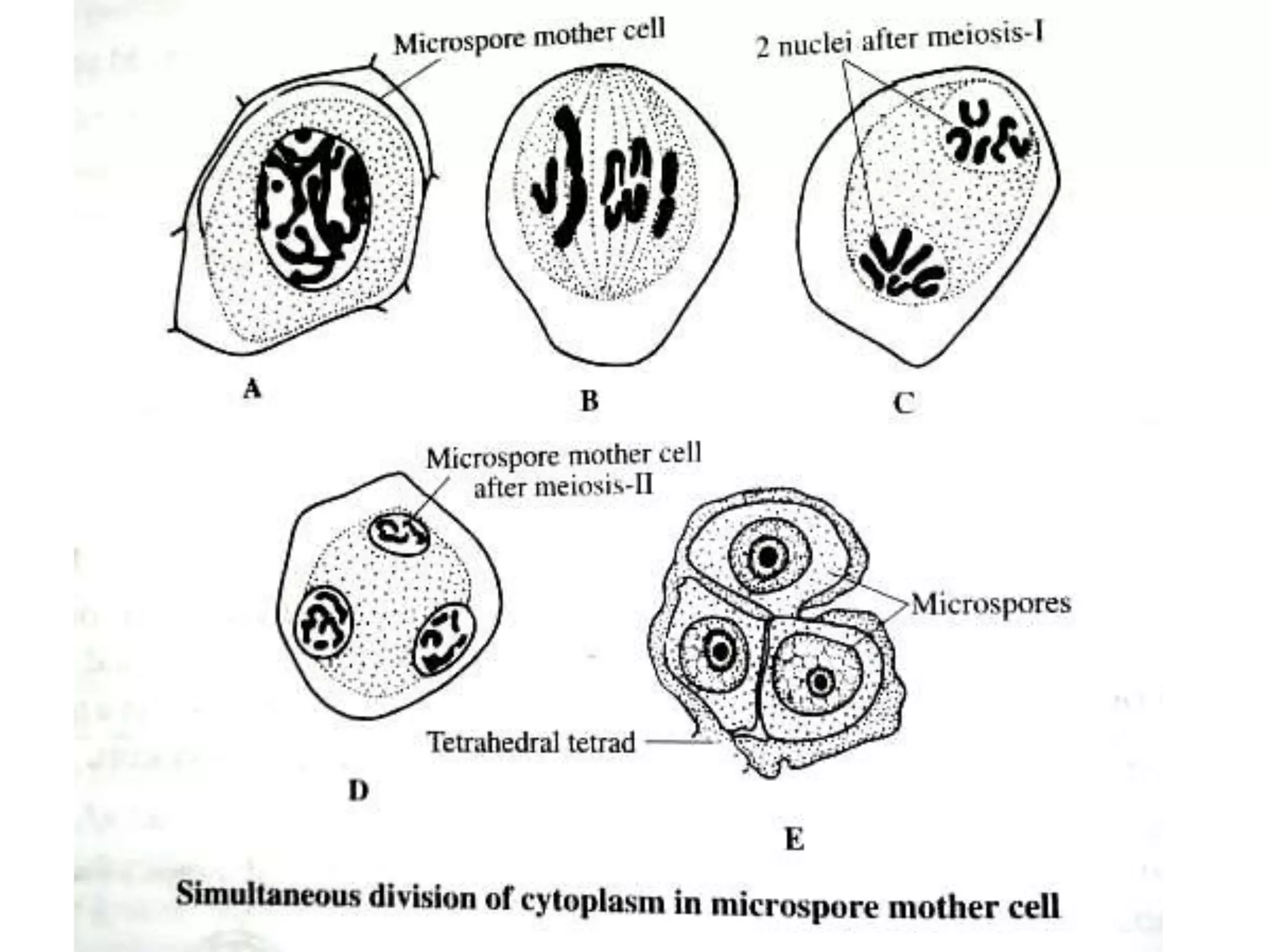 Microsporogenesis | PPTX