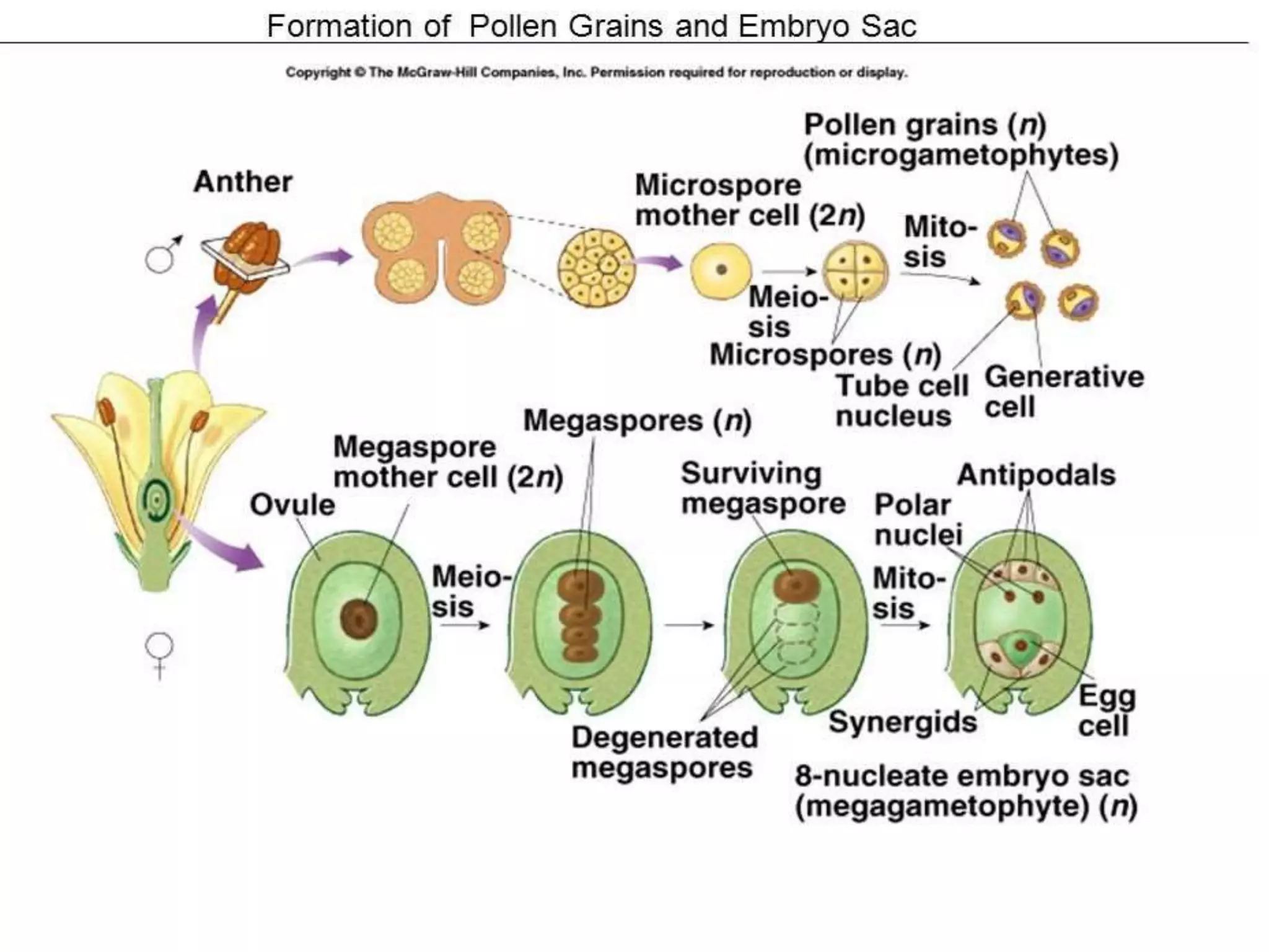 Microsporogenesis | PPTX