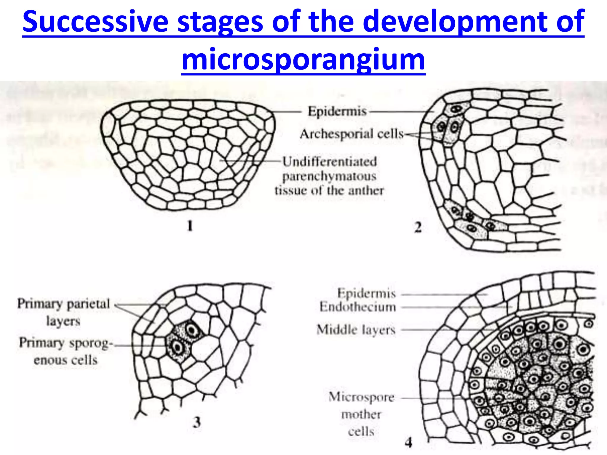 Microsporogenesis | PPTX
