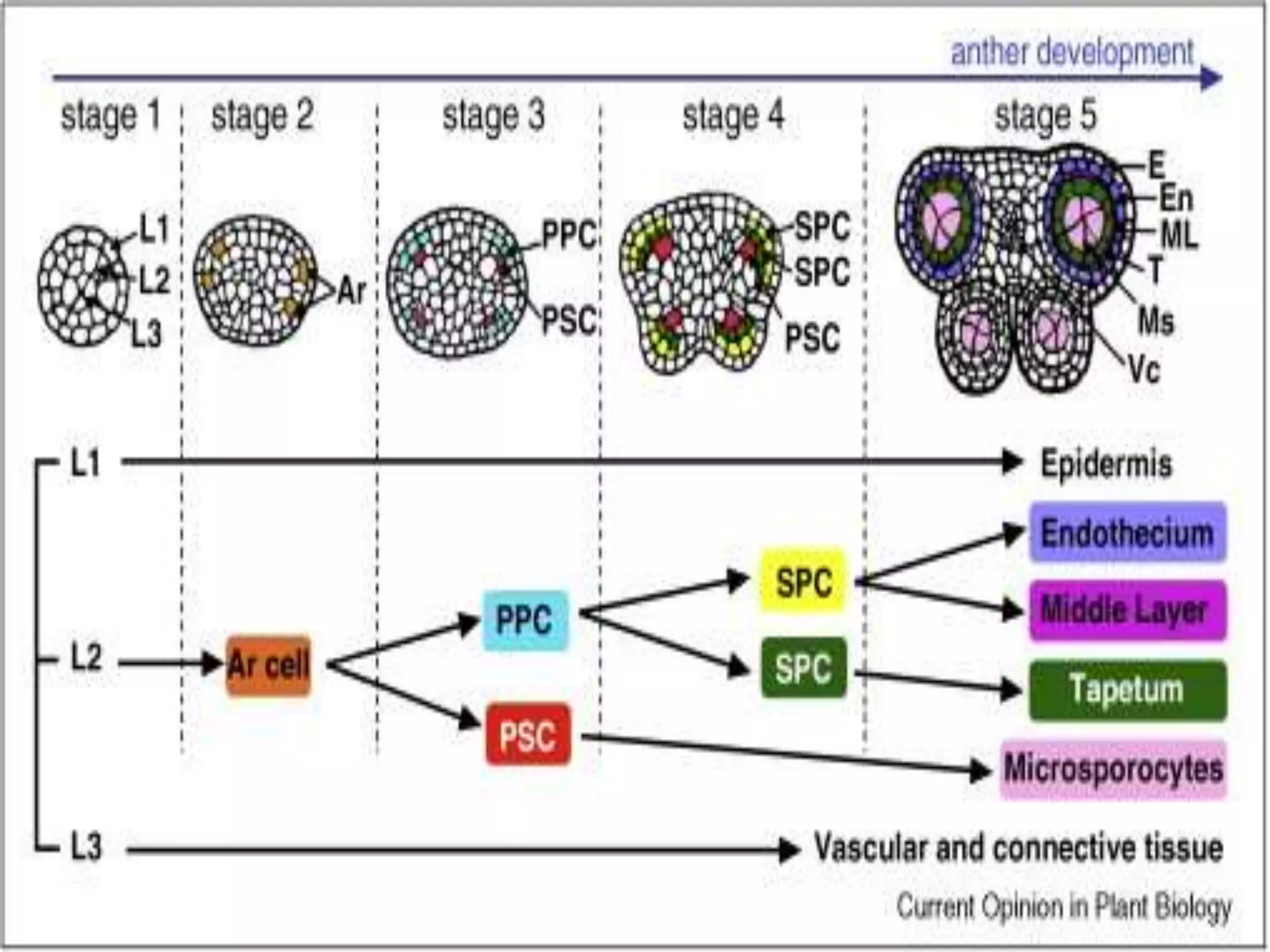 Microsporogenesis | PPTX