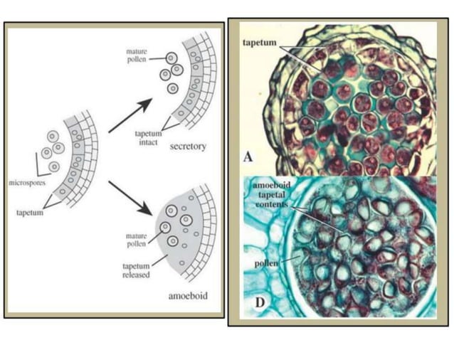 Microsporogenesis | PPTX