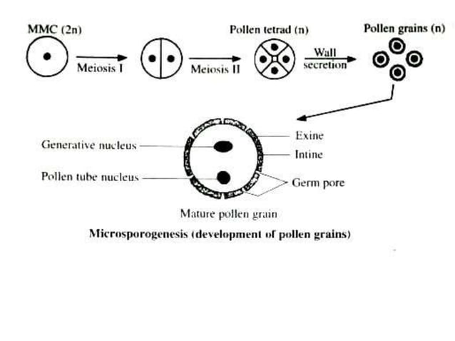Microsporogenesis | PPTX