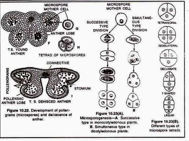 Microsporogenesis | PPTX