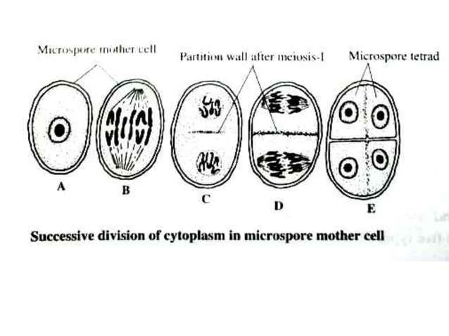 Microsporogenesis | PPTX