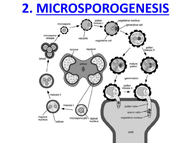 Microsporogenesis | PPT