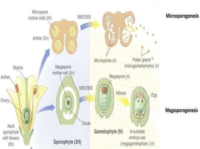 Microsporogenesis