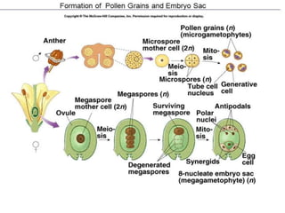 Microspores Vs Megaspores