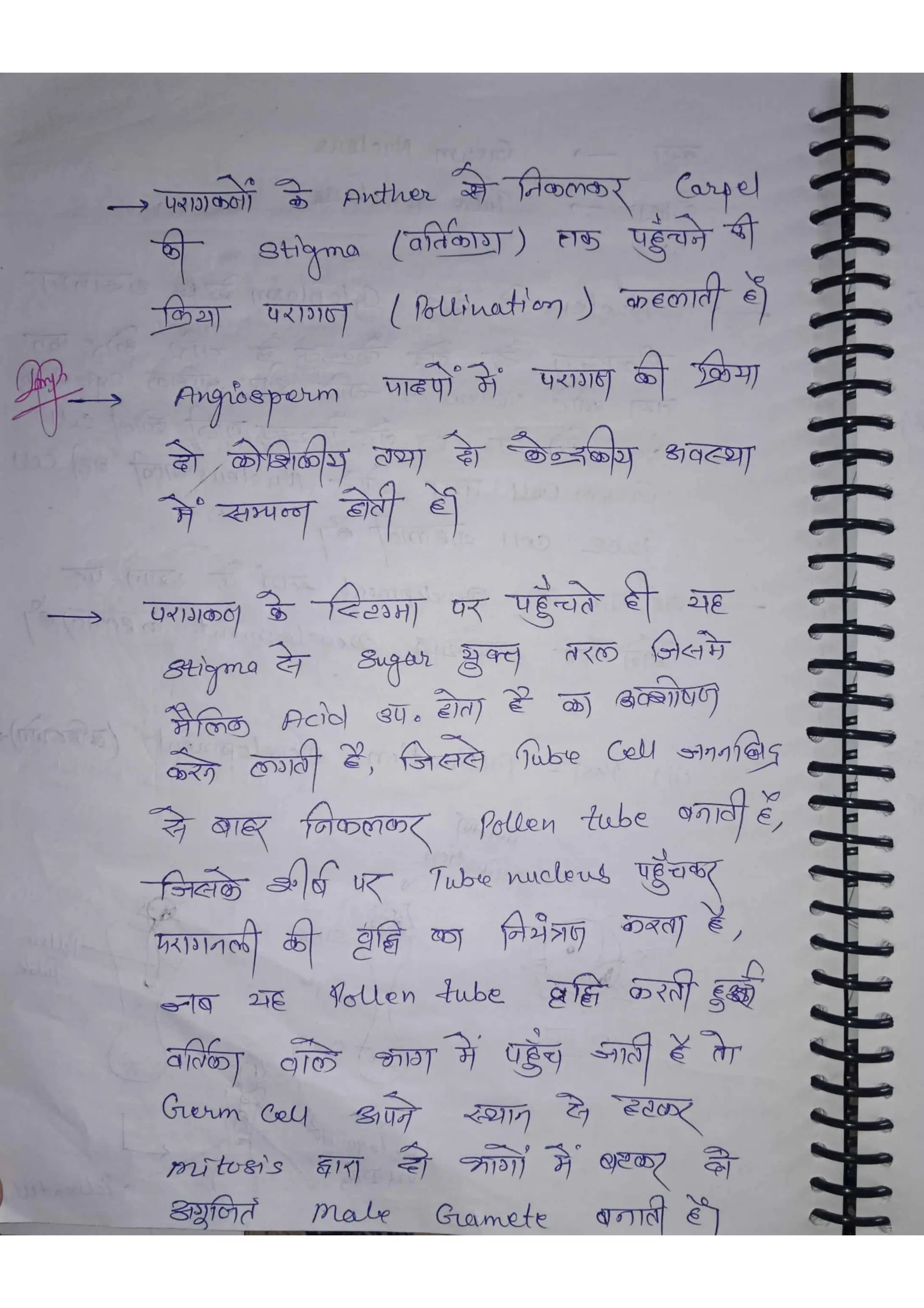 Microsporogenesis , Pollen Grains , Male Gametophyte, Ovule ...