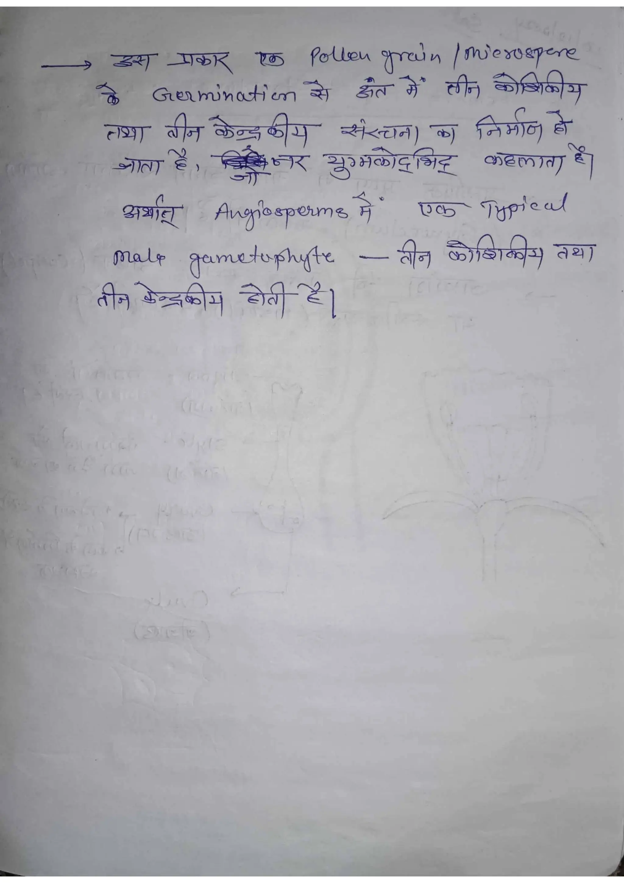 Microsporogenesis , Pollen Grains , Male Gametophyte, Ovule ...