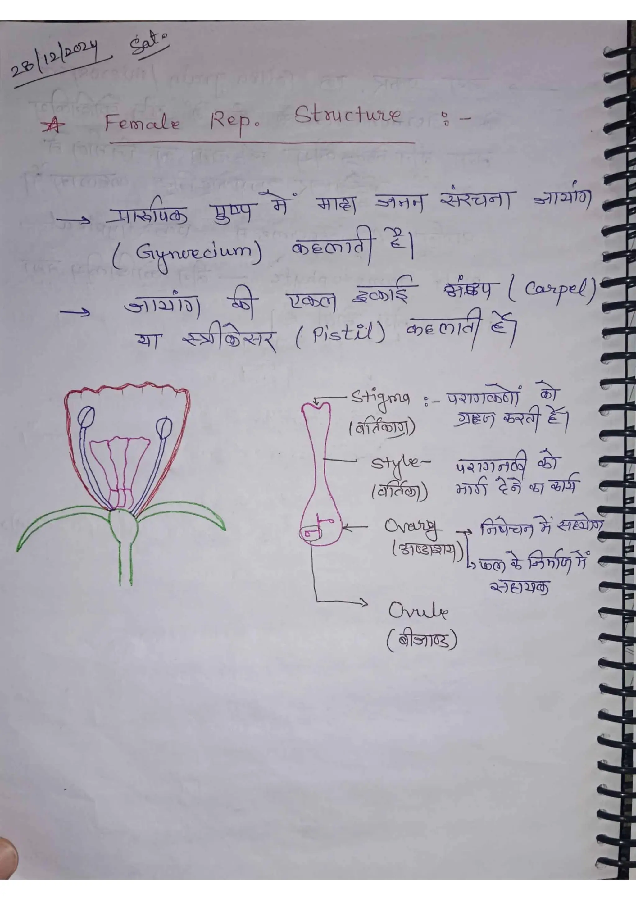 Microsporogenesis , Pollen Grains , Male Gametophyte, Ovule ...