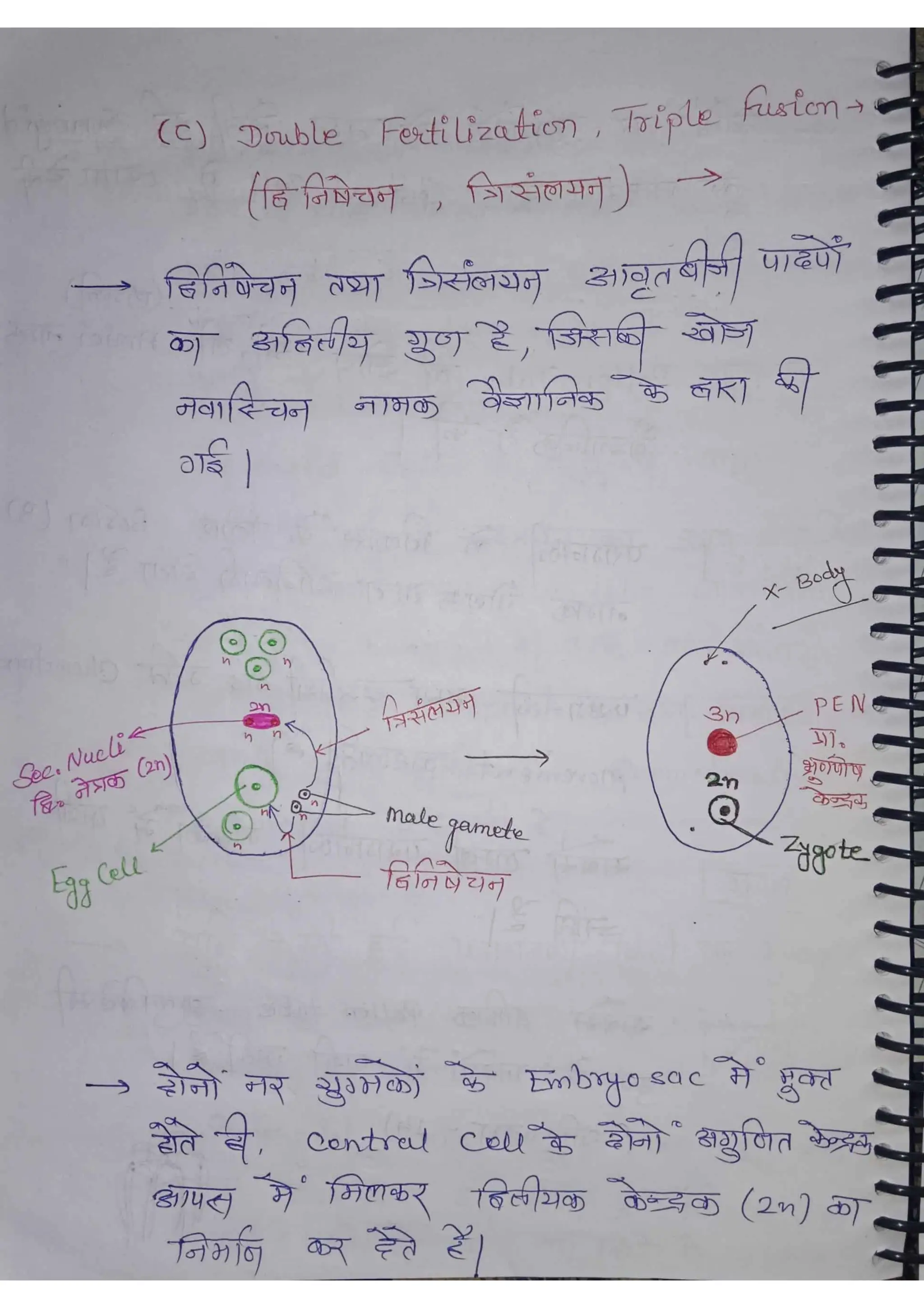 Microsporogenesis , Pollen Grains , Male Gametophyte, Ovule ...