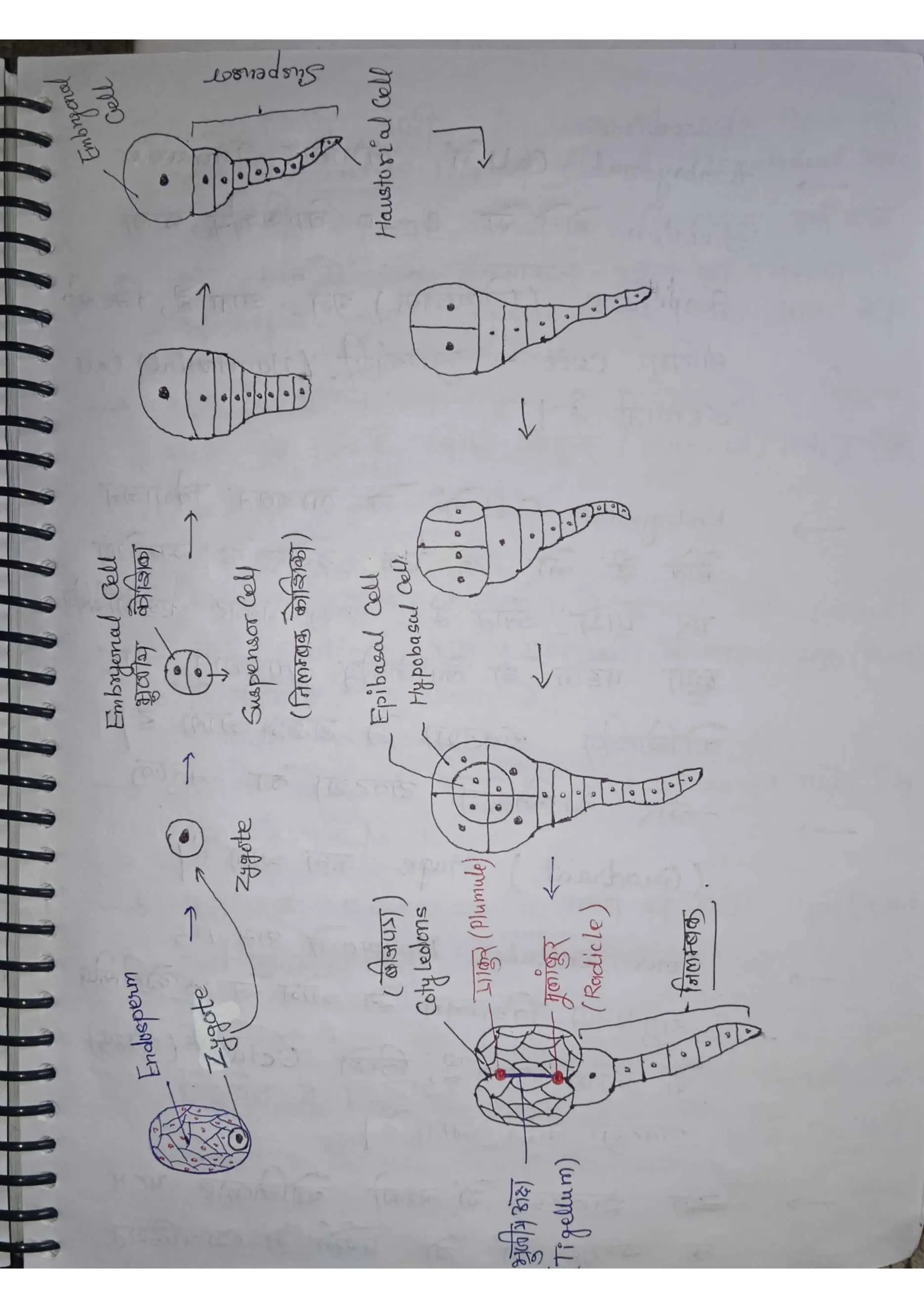 Microsporogenesis , Pollen Grains , Male Gametophyte, Ovule ...