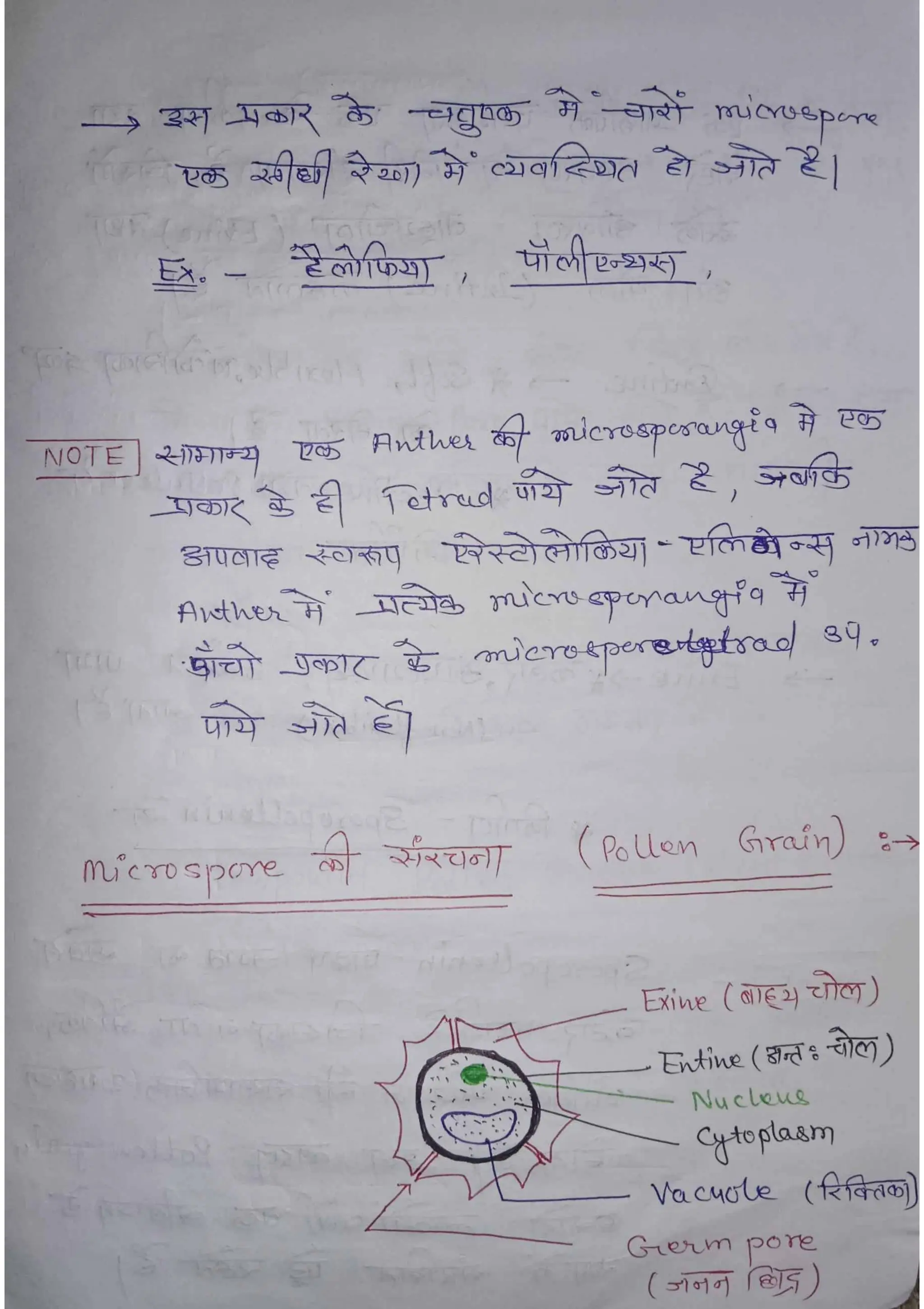 Microsporogenesis , Pollen Grains , Male Gametophyte, Ovule ...