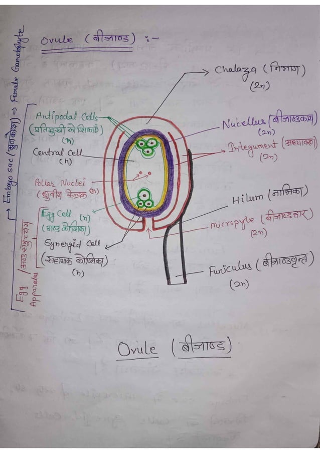 Microsporogenesis , Pollen Grains , Male Gametophyte, Ovule ...