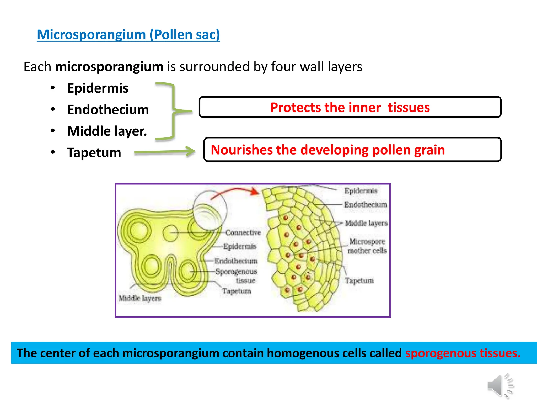 MICROSPOROGENESIS PPT rku.ppt with audio | PPT