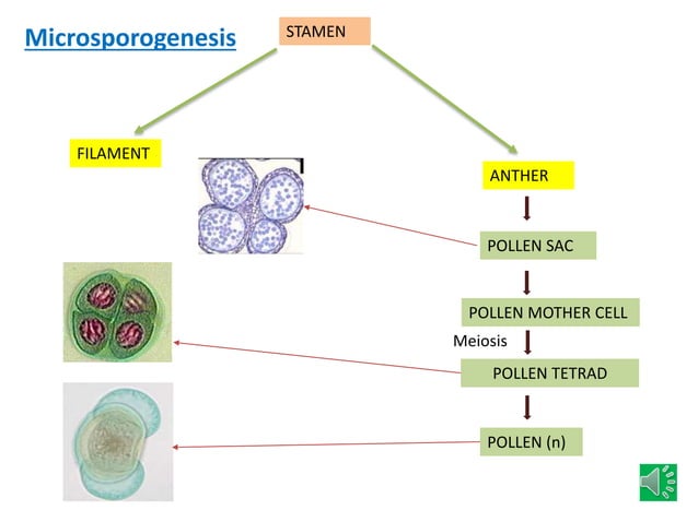 MICROSPOROGENESIS PPT rku.ppt with audio | PPT | Free Download