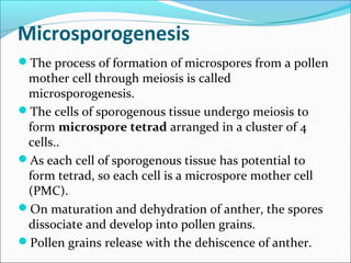 Microsporogensis | PPT