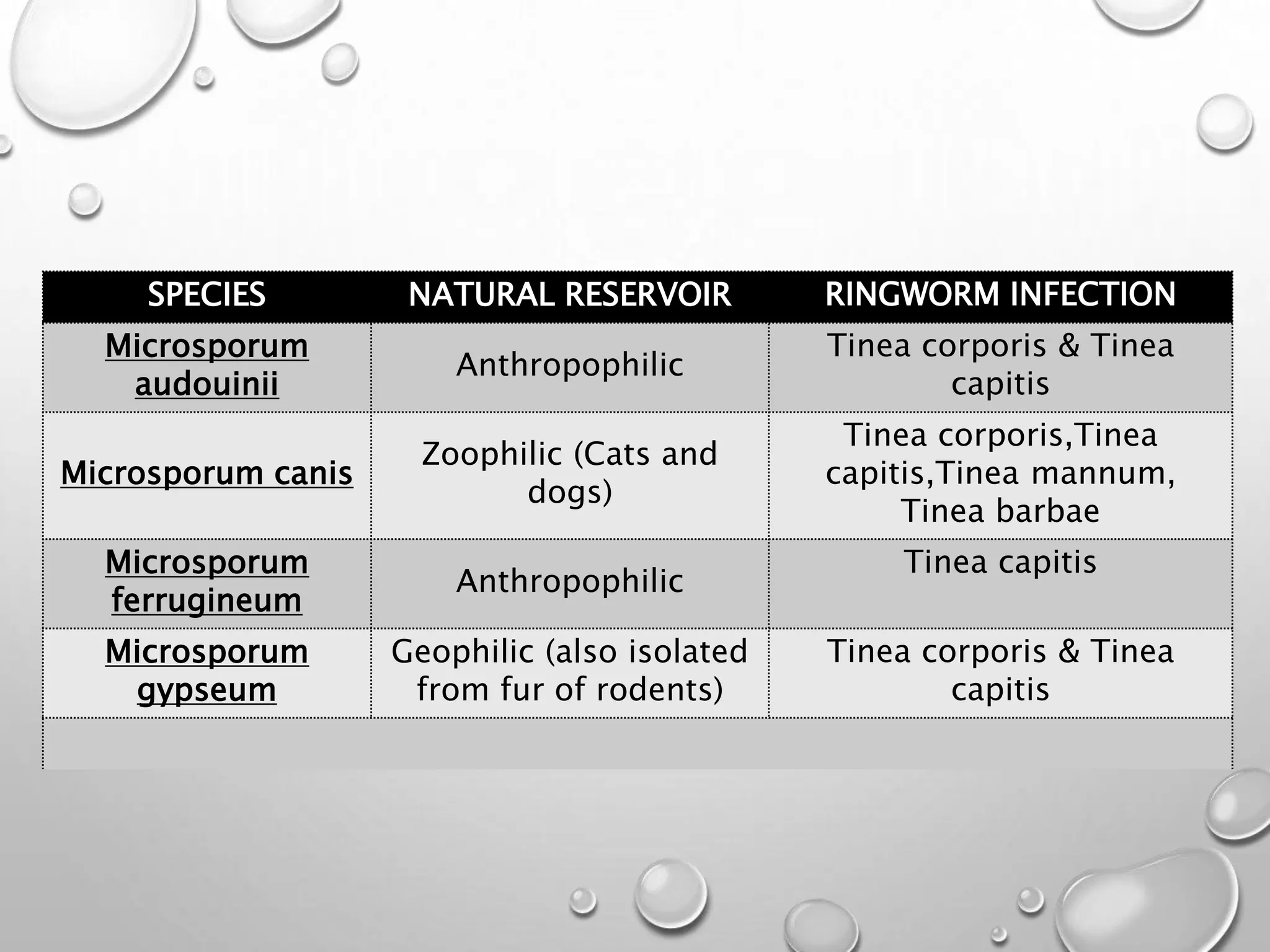 Microsporum fungi. | PPTX
