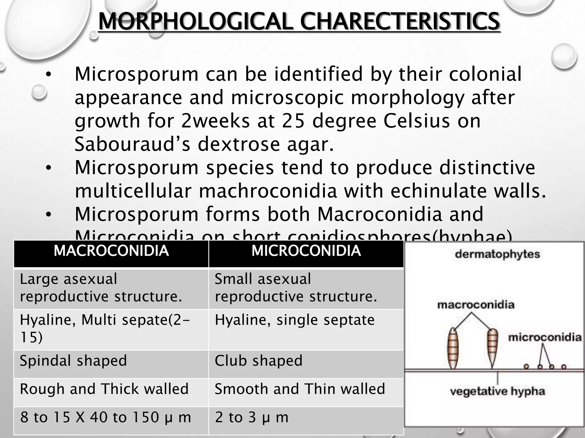 Microsporum fungi. | PPTX