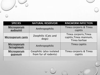 Microsporum fungi. | PPTX