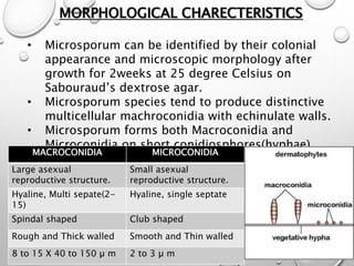 Macroconidia And Microconidia