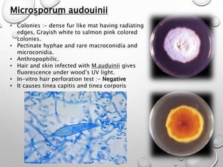 Microsporum fungi. | PPT