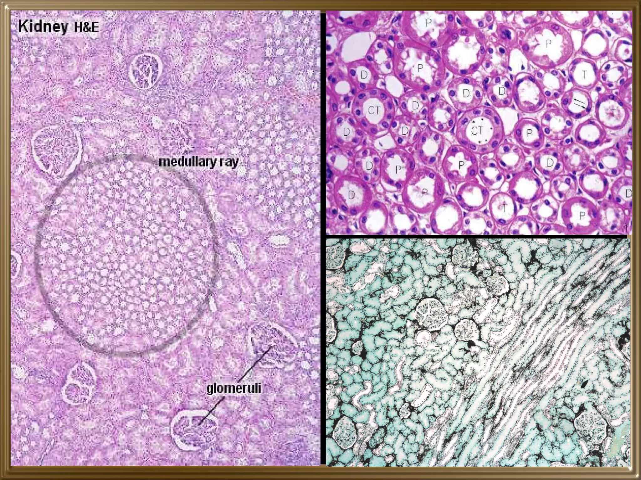 Microstructure of kidney and ureter part 1 | PPT