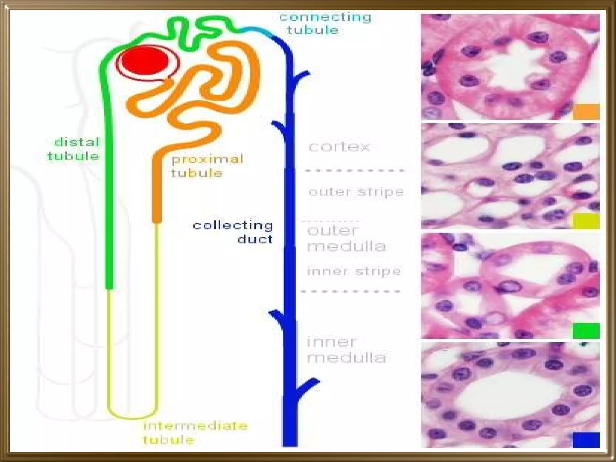 Microstructure of kidney and ureter part 1 | PPT