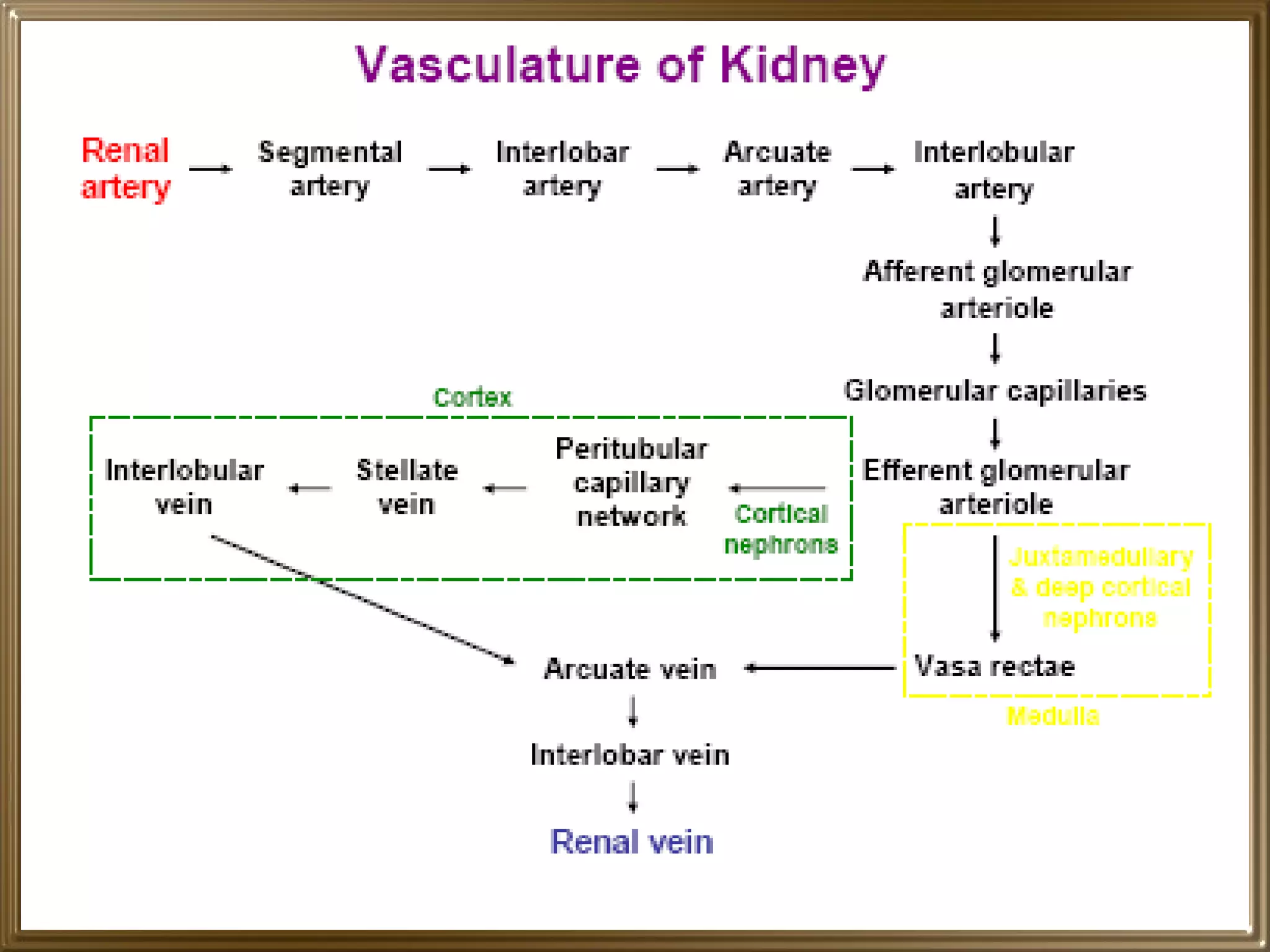 Microstructure of kidney and ureter part 1 | PPT
