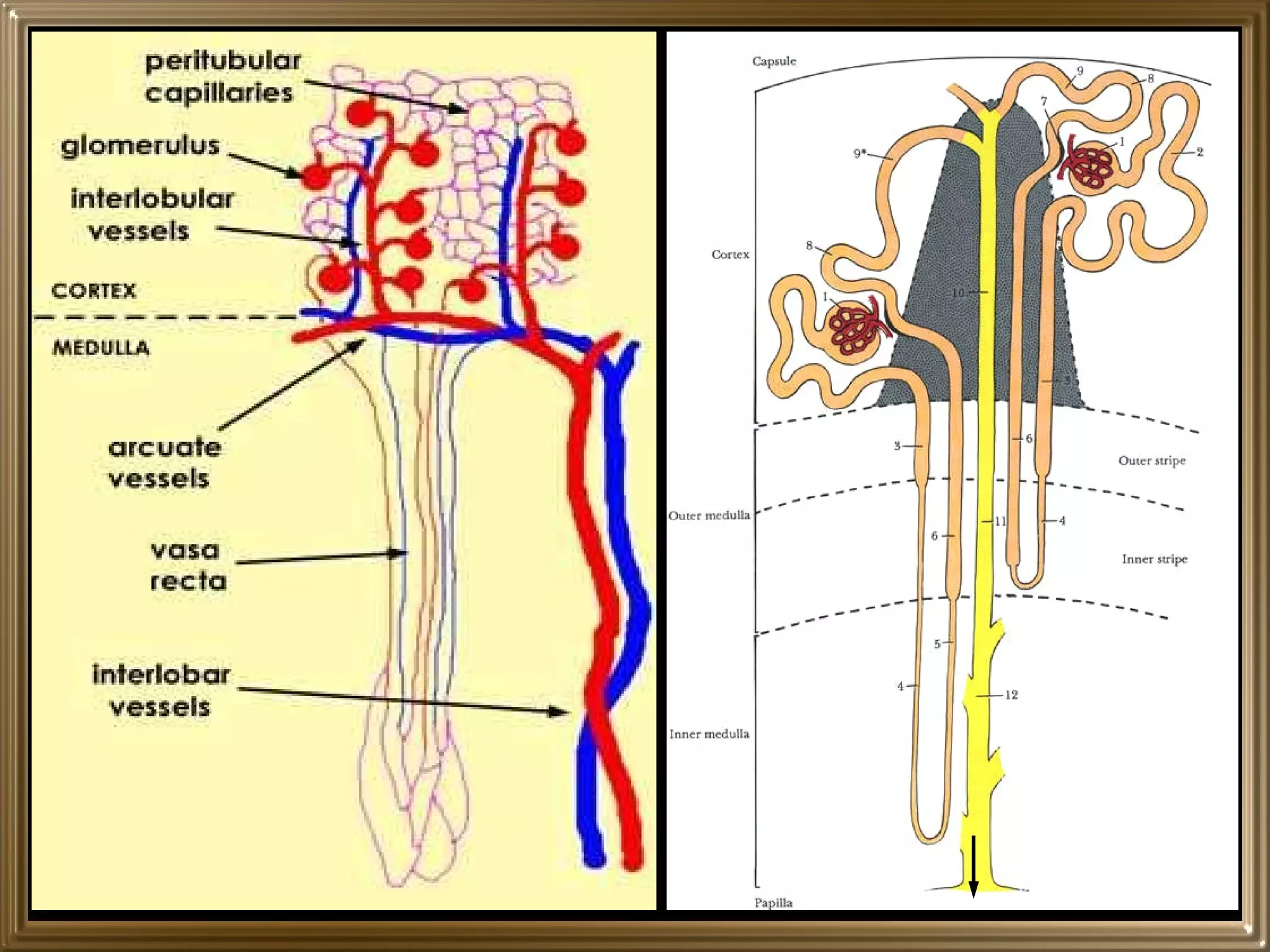 Microstructure of kidney and ureter part 1 | PPT