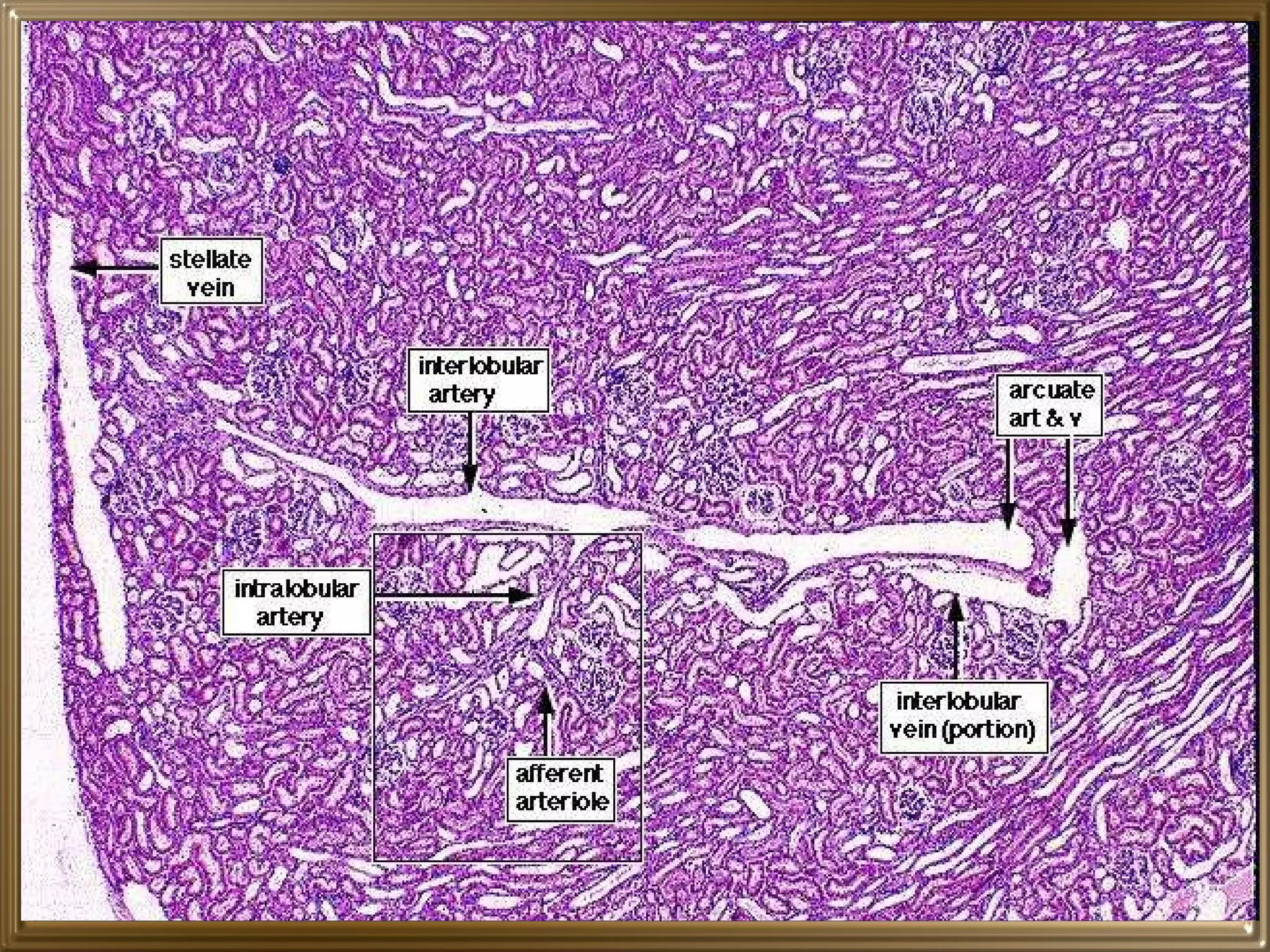 Microstructure of kidney and ureter part 1 | PPT