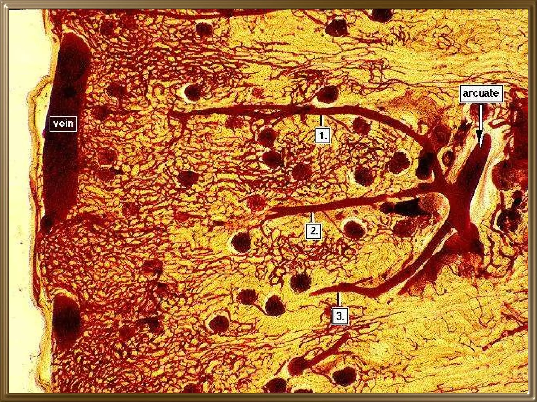 Microstructure of kidney and ureter part 1 | PPT