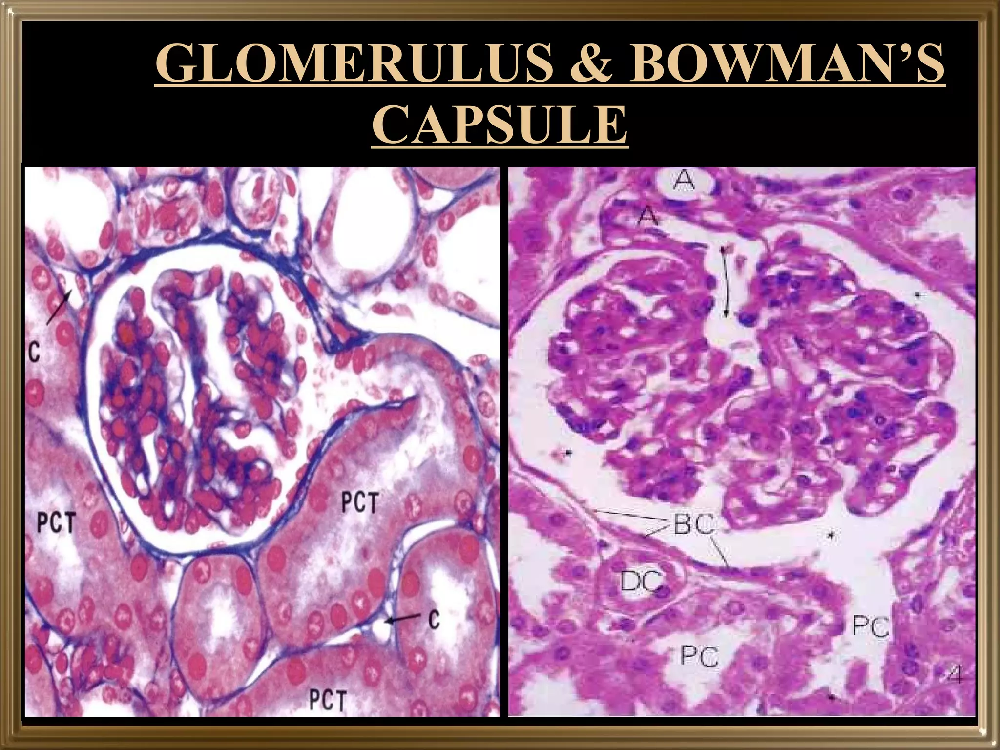 Microstructure of kidney and ureter part 1 | PPT