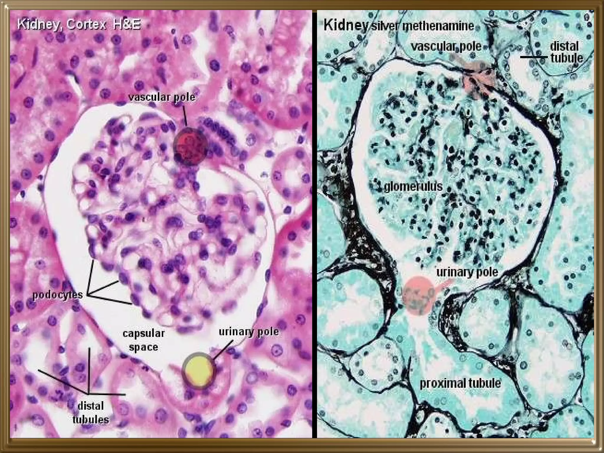 Microstructure of kidney and ureter part 1 | PPT
