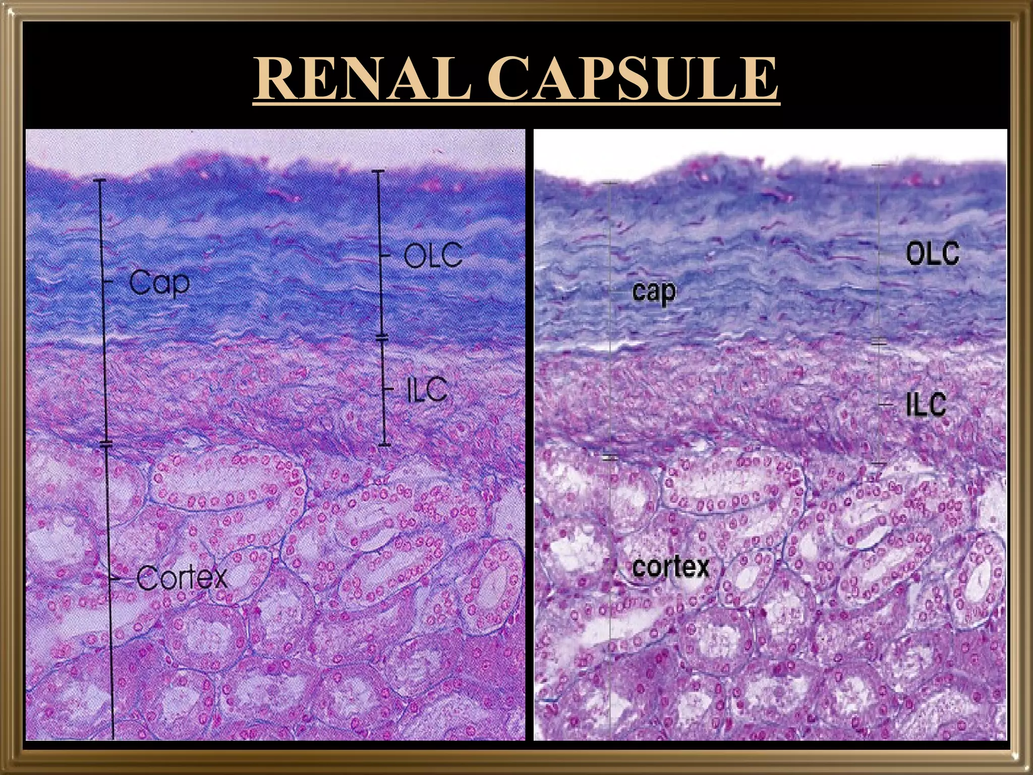 Microstructure of kidney and ureter part 1 | PPT
