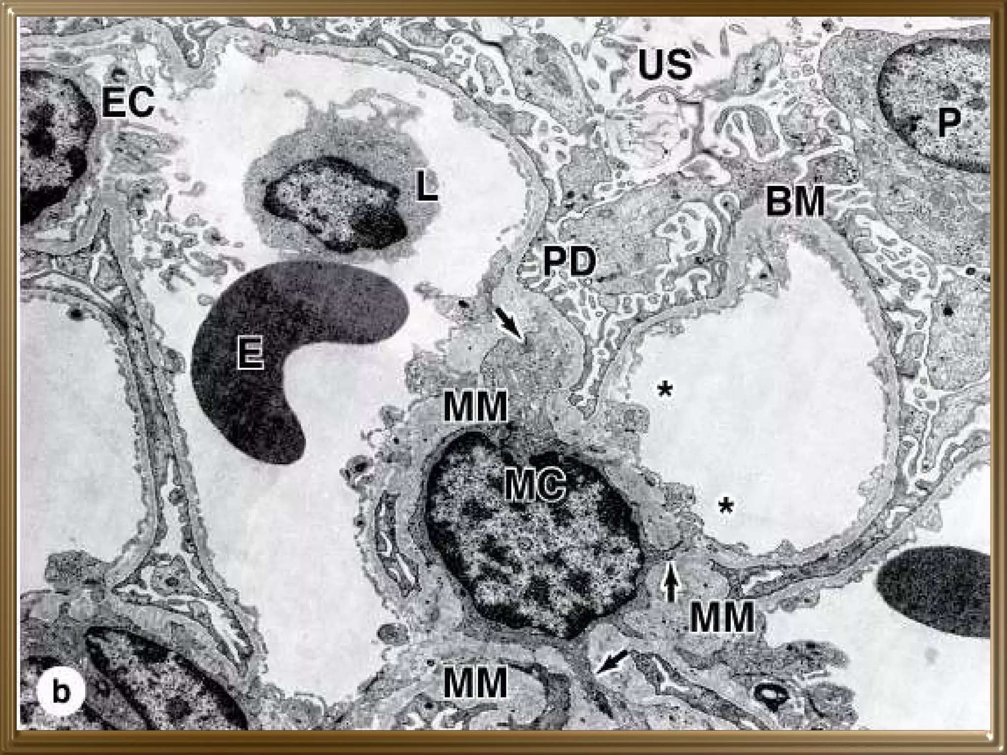 Microstructure of kidney and ureter part 1 | PPT