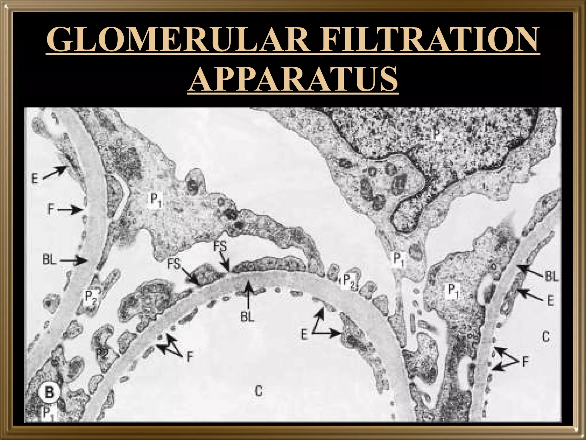 Microstructure of kidney and ureter part 1 | PPT