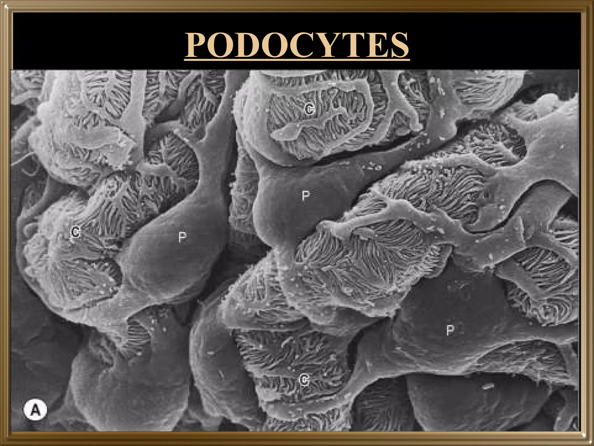Microstructure of kidney and ureter part 1 | PPT