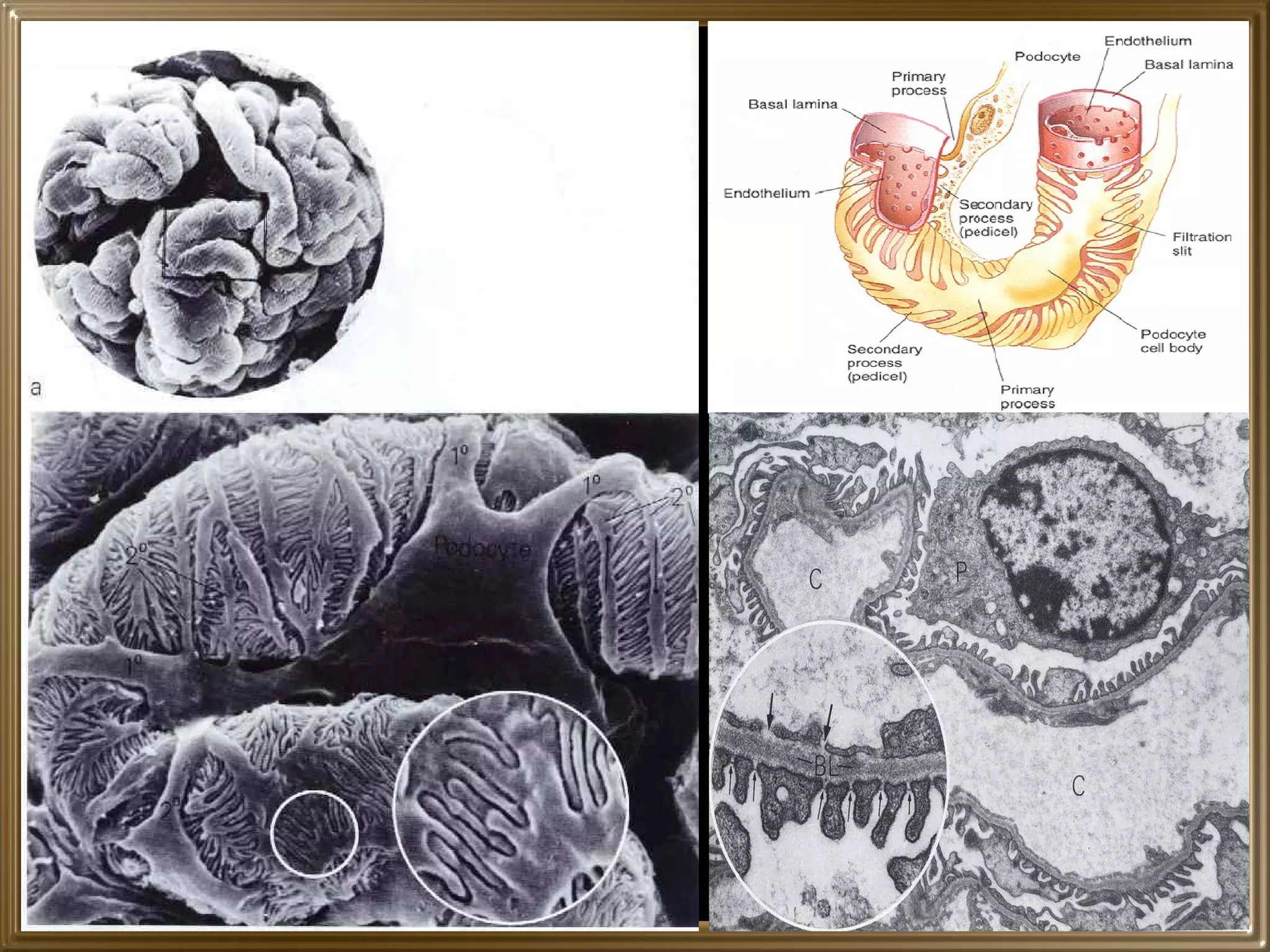 Microstructure of kidney and ureter part 1 | PPT