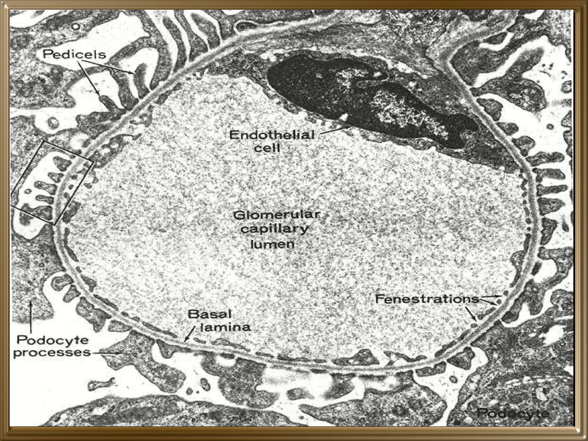 Microstructure of kidney and ureter part 1 | PPT